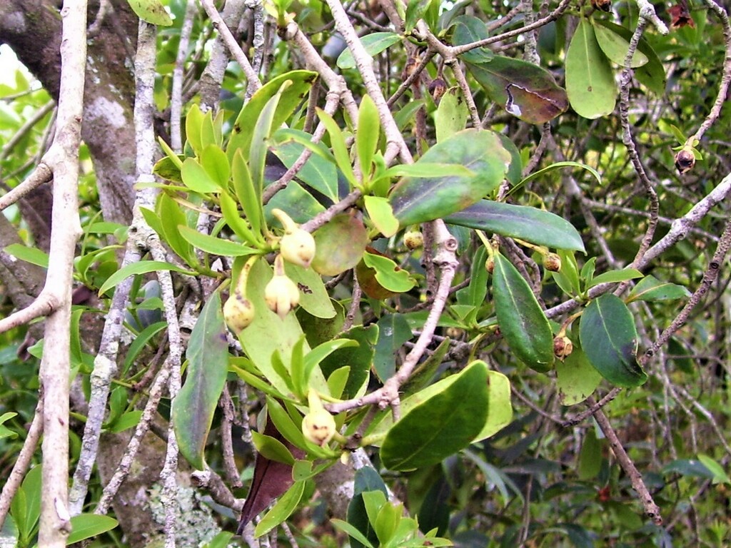 Ternstroemia lineata lineata from 41500 Malinaltepec, Gro. on January ...