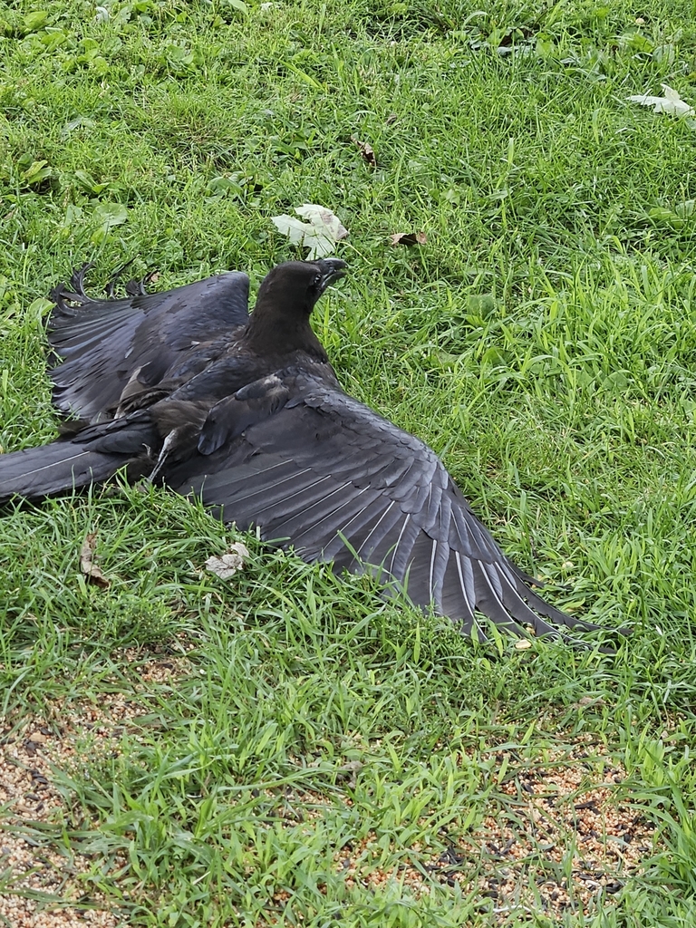Crows and Ravens from Port Carbon, PA, USA on August 27, 2023 at 12:16 ...
