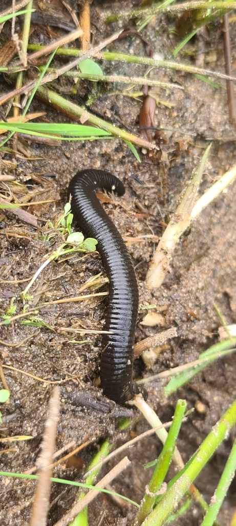 Horse Leech from Sheepstor, Yelverton PL20 6PG, UK on August 27, 2023 ...