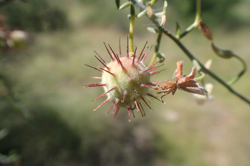 Rhatanies (Krameria) - Botanical Realm