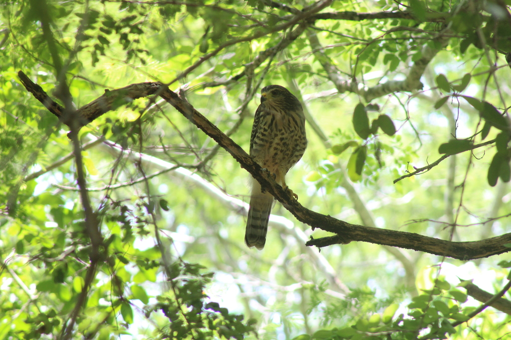 Roadside Hawk from Santa María Huatulco, Oax., México on August 23 ...