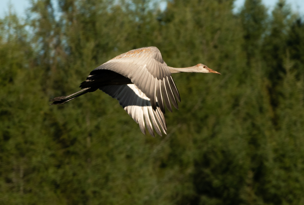Sandhill Crane from L'Île-Siscoe, Val-d'Or, QC J0Y, Canada on August 27 ...