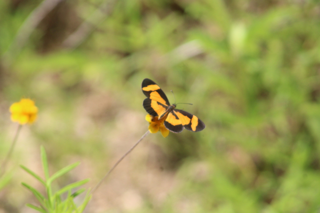 Microtia elva horni from Santa María Huatulco, Oax., México on August ...