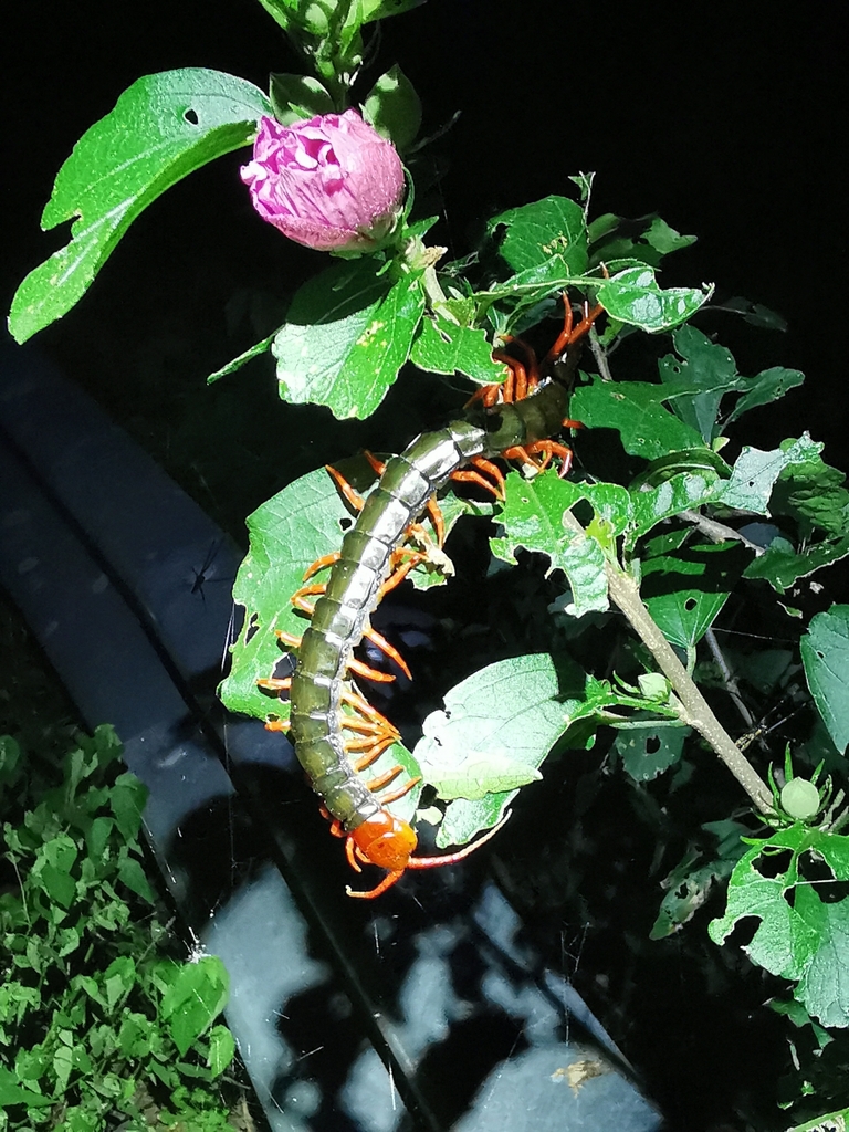 Chinese Red-headed Centipede from 浙江省杭州市临安区天目山镇西大线 on August 25, 2023 ...