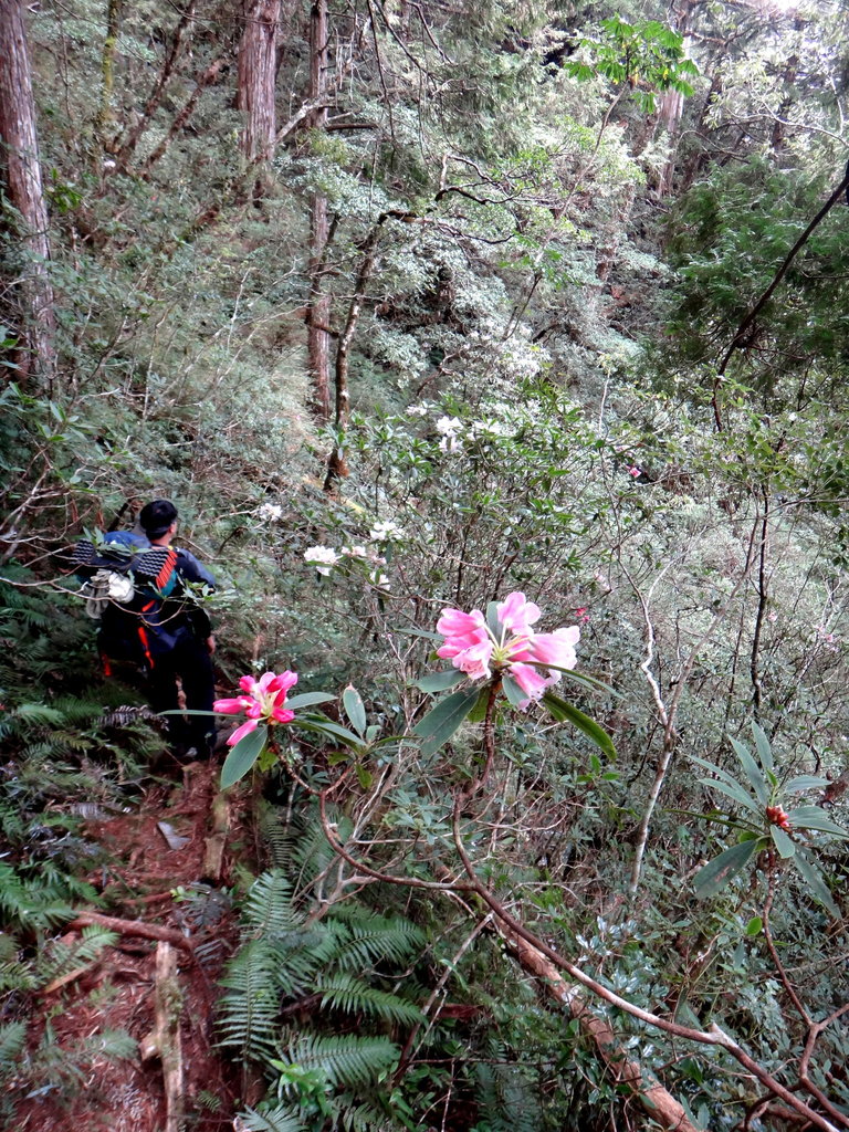 false-gold-flower rhododendron from 司馬庫斯-鴛鴦湖 on April 2, 2012 at 11:32 ...