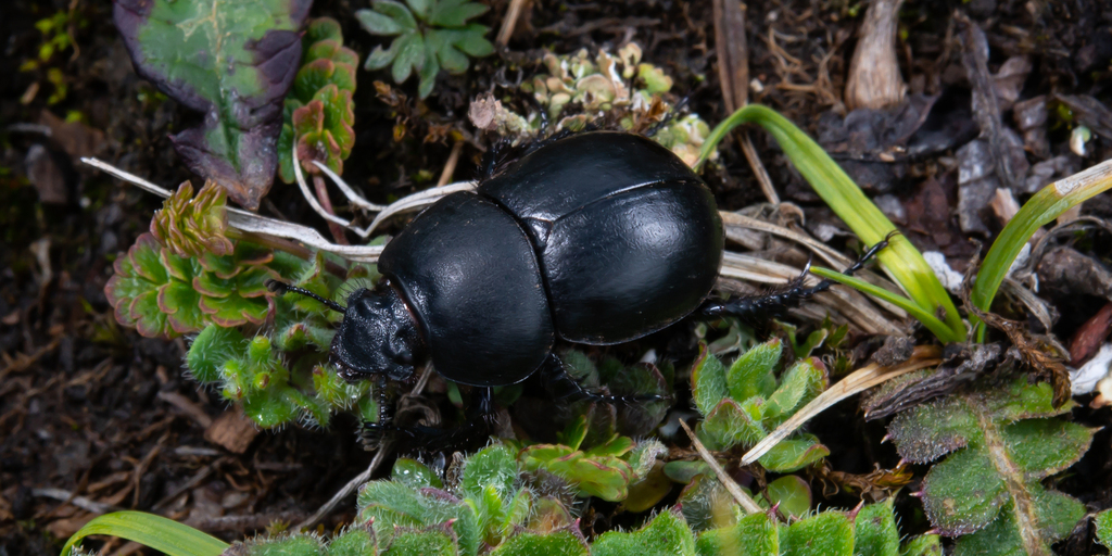 Odontotrypes kalabi from 中國雲南省德欽縣 on June 23, 2023 at 11:34 AM by 靛电鳗鳗子 ...
