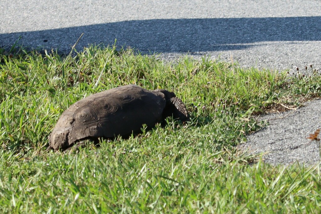 Gopher Tortoise in August 2023 by LW Ridge. This Gopher Tortoise and ...