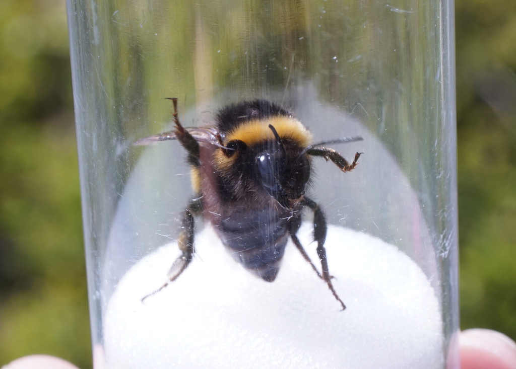 Lucorum-group Bumble Bees from Spittal an der Drau District, Austria on ...
