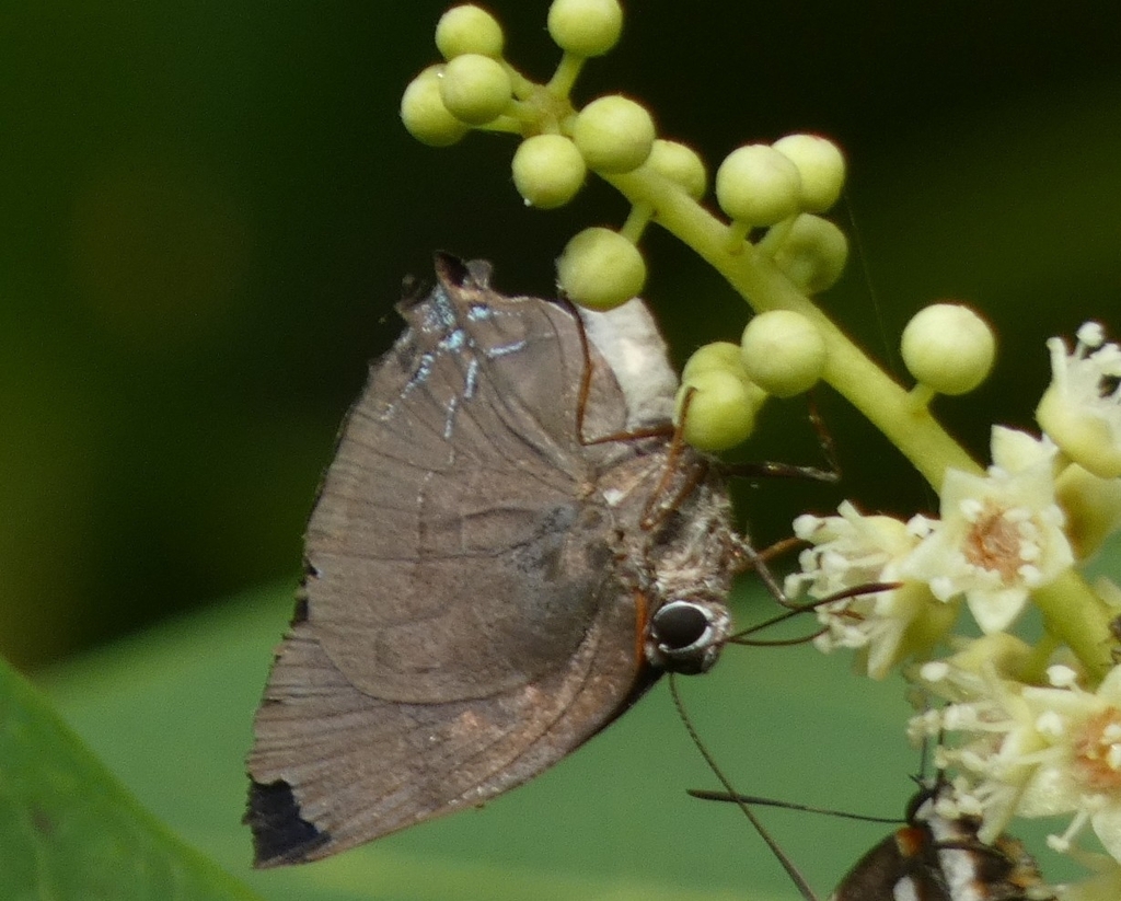 Bitias Hairstreak from nueva murcia on August 27, 2023 at 02:33 PM by ...