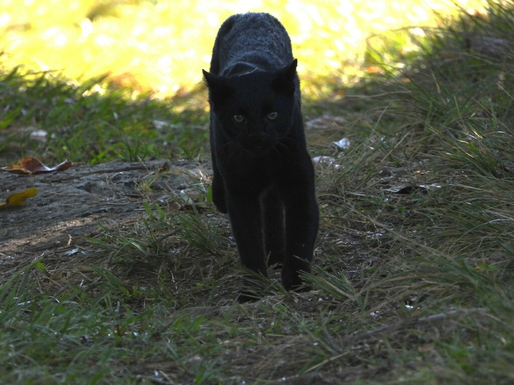 Geoffroy's Cat from Isla Yacyreta, Paraguay on July 30, 2023 at 09:28 ...