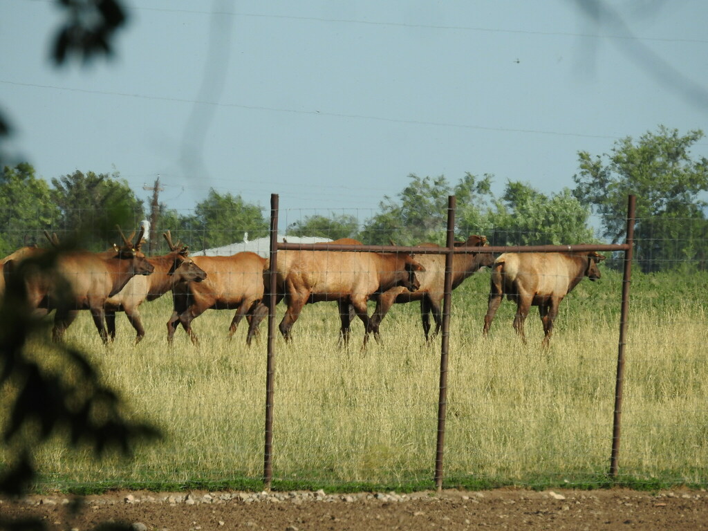 Wapiti from Weber County, UT, USA on August 18, 2023 at 10:35 AM by ...