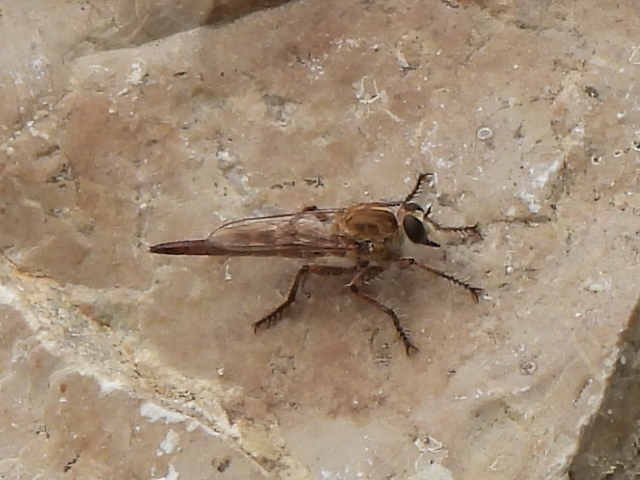 Proctacanthella cacopiloga from Hurst, TX, USA on August 27, 2023 at 11 ...