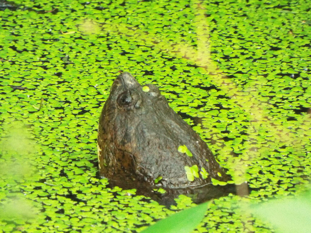 Common Snapping Turtle from Cape May Point, NJ, USA on May 23, 2023 at ...
