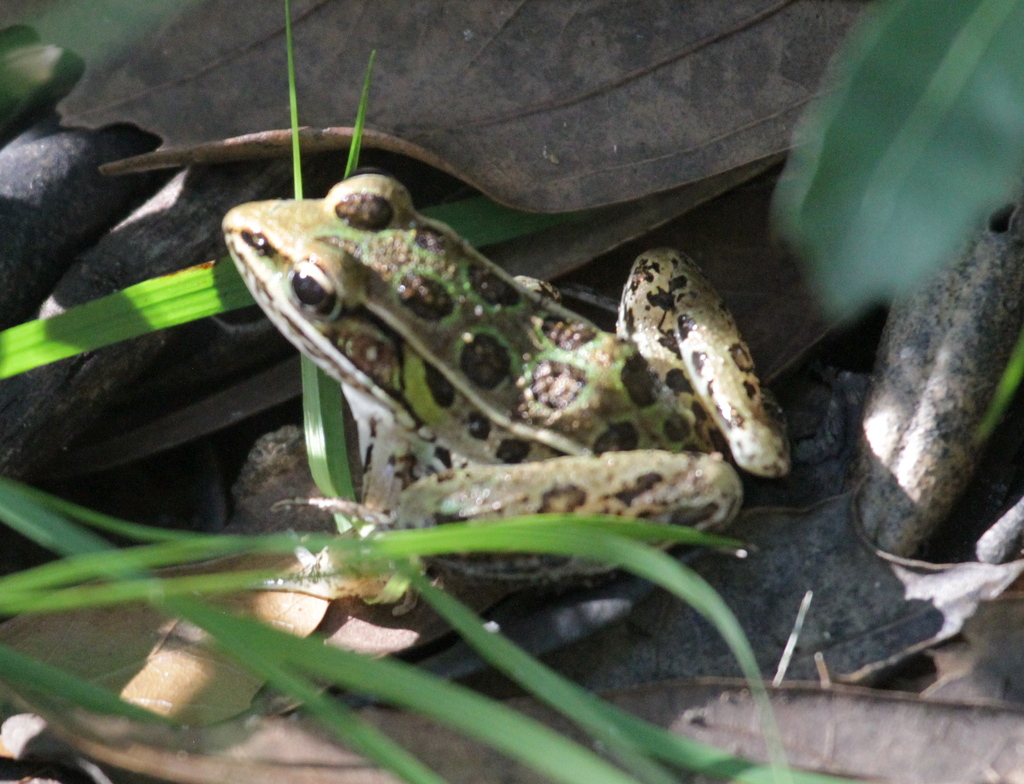 Southern Leopard Frog from Buxton, NC 27920, USA on August 20, 2023 at ...