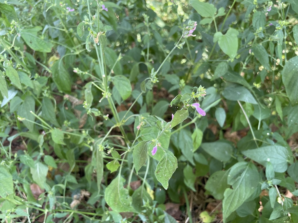 False Mint from Buckhorn Rd, New Hill, NC, US on August 27, 2023 at 09: ...