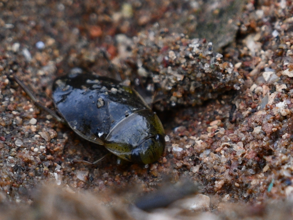 saucer bug from Павловский р-н, Нижегородская обл., Россия on August 26 ...