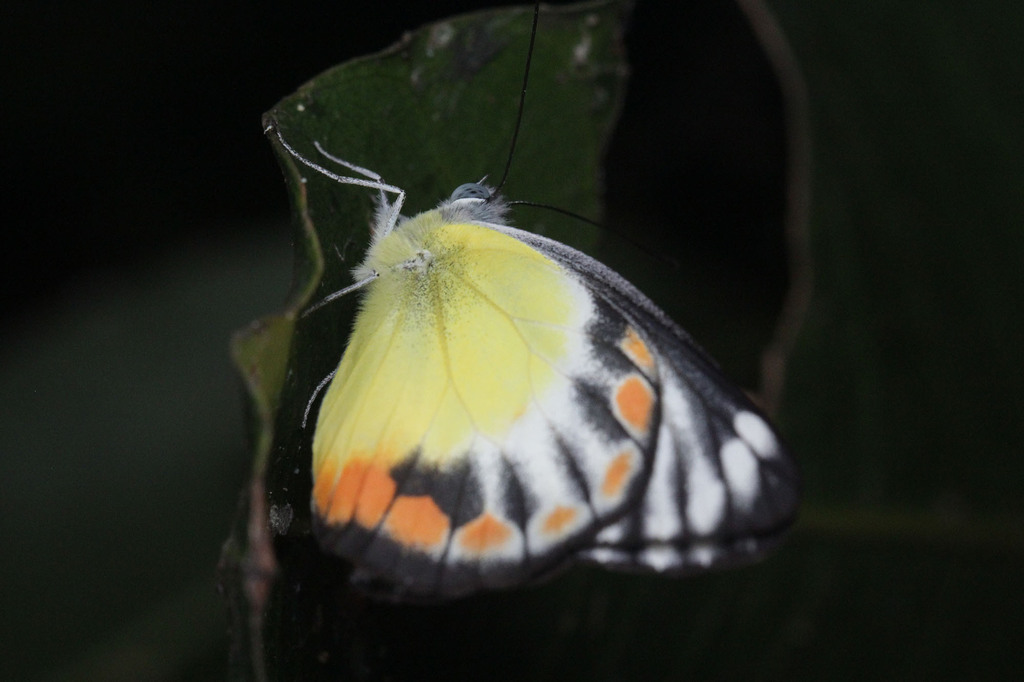 Delias periboea in August 2023 by Franz Anthony · iNaturalist