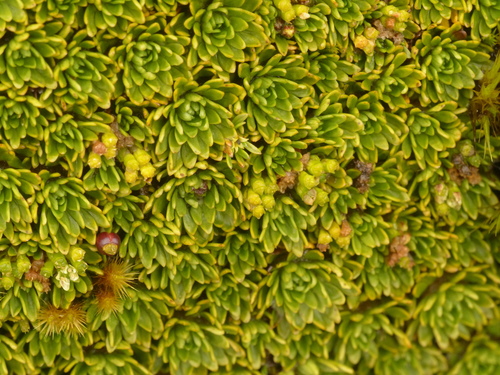 Azorella aretioides · NaturaLista Colombia