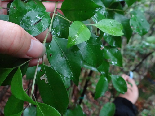Symplocos shilanensis · iNaturalist Mexico