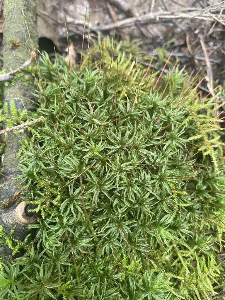 Beautiful Branch Moss from College Woods And Reservoir, Durham, NH, US ...