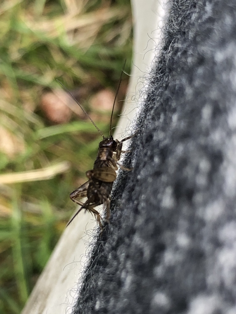 Carolina Ground Cricket from Nira Rock, Boston, MA, US on August 27 ...
