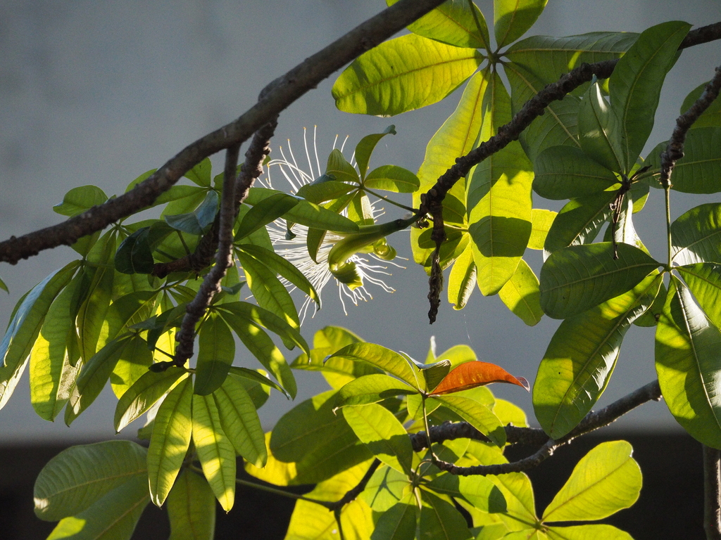 saba nut tree from Butantã, São Paulo - State of São Paulo, Brazil on ...