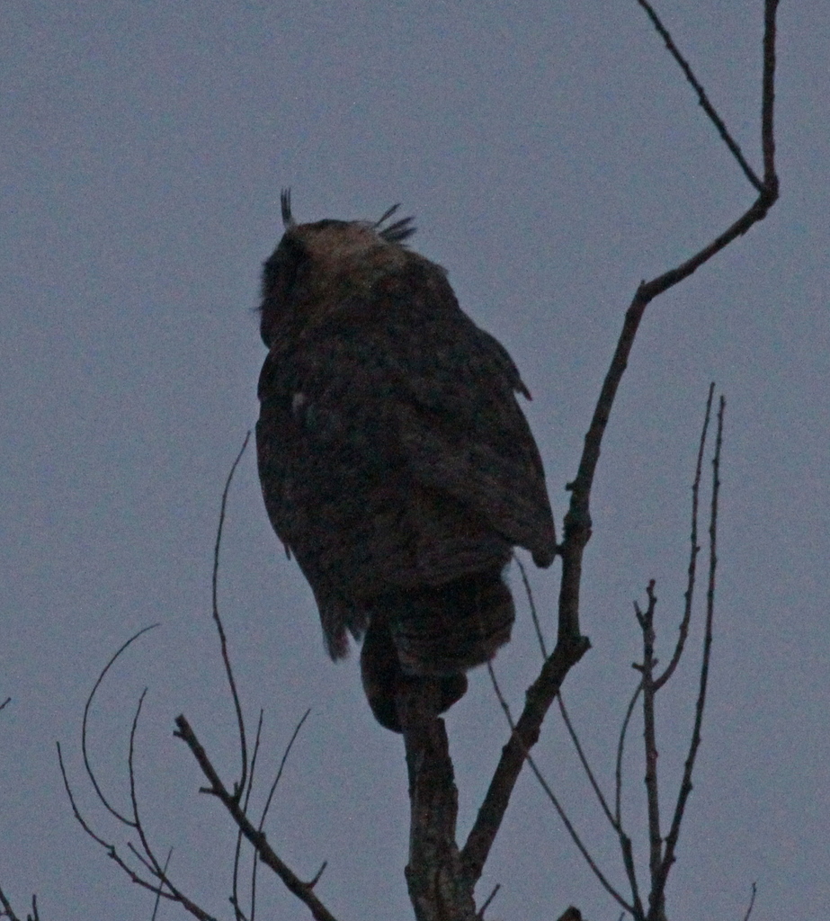 Great Horned Owl in August 2023 by jugbayjs · iNaturalist