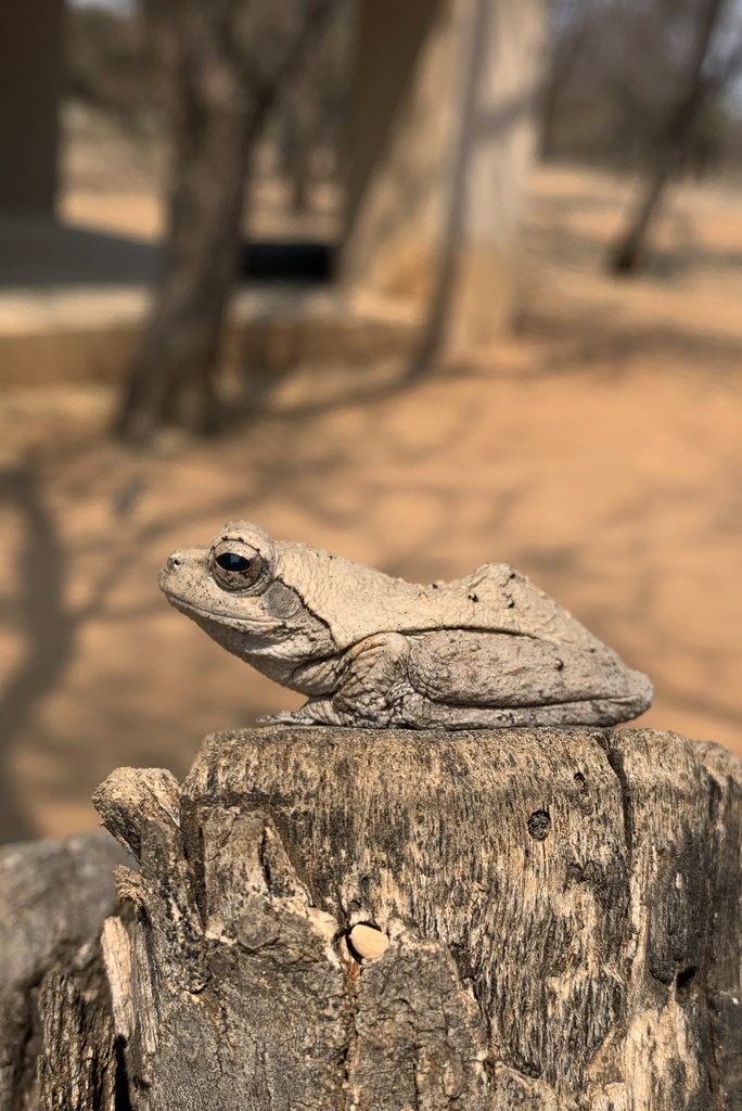 Grey Foam-nest Tree Frog from Central, BW on August 26, 2023 at 12:20 PM by Ehren · iNaturalist