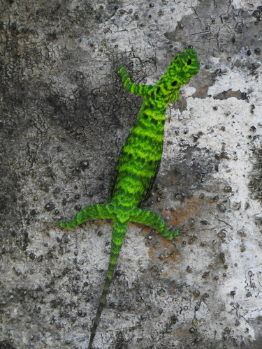 Bartlett’s Flying Dragon (Draco cornutus) - Snakes and Lizards