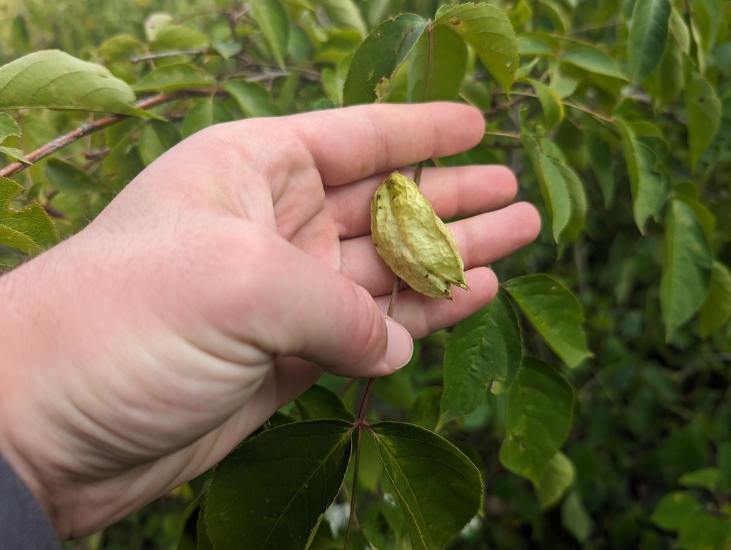 American bladdernut in August 2023 by Ryan Sorrells · iNaturalist