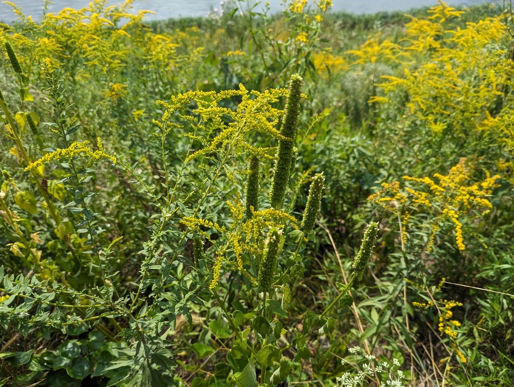 yellow giant hyssop in August 2023 by Ryan Sorrells · iNaturalist