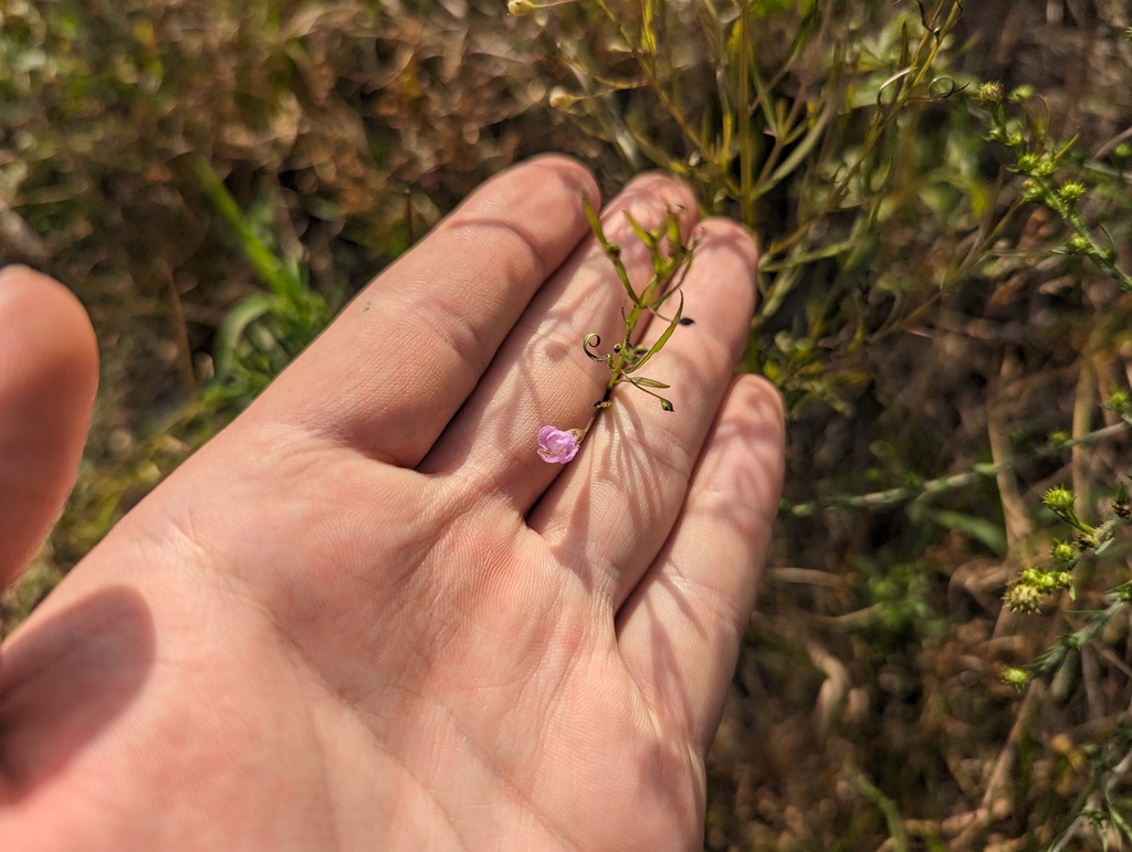 slender false foxglove in August 2023 by Ryan Sorrells · iNaturalist