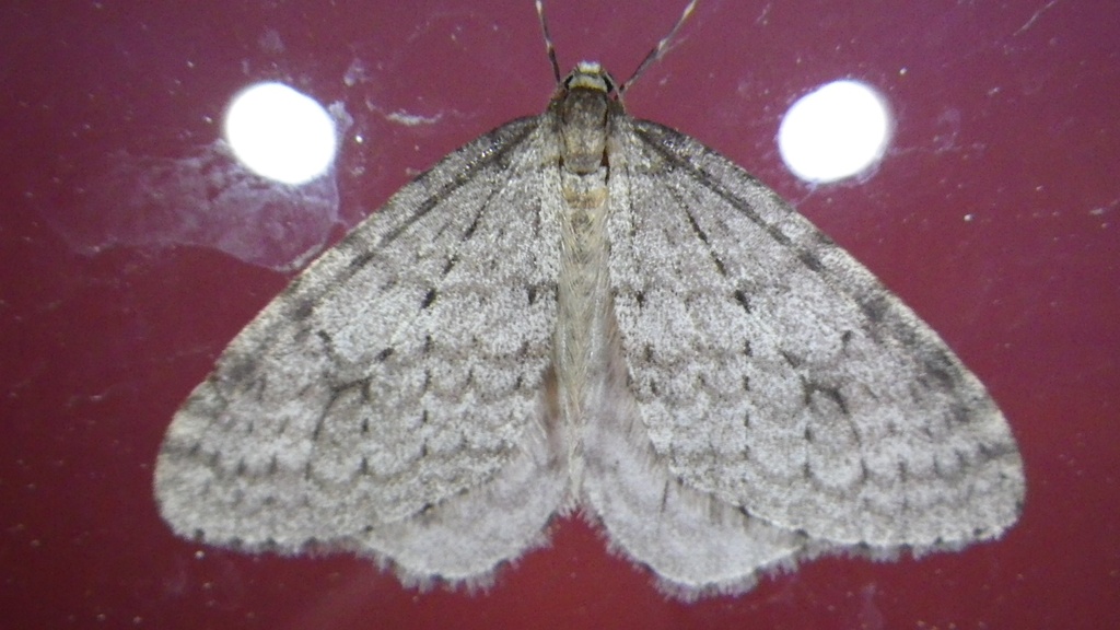 Geometer Moths from Spokane County, US-WA, US on December 9, 2014 at 03 ...