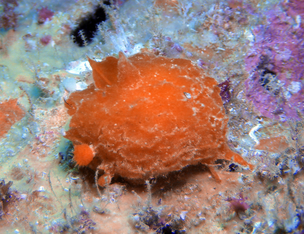 Puffball Sponges from Kwajalein Atoll, RMI on November 29, 2015 by ...