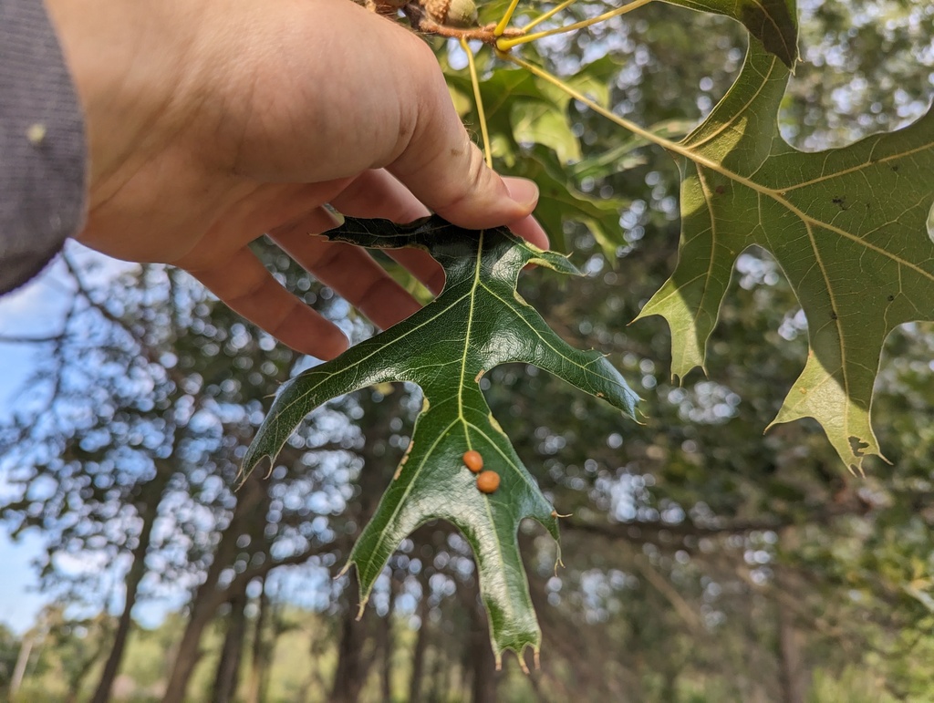 black oak in August 2023 by Ryan Sorrells · iNaturalist
