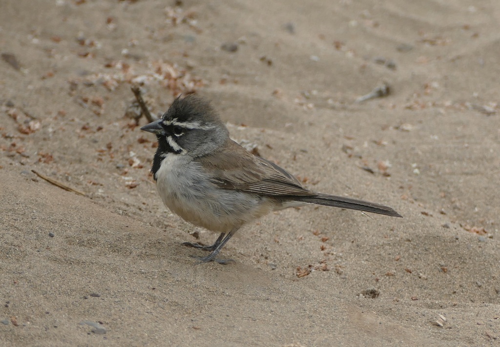 Black-throated Sparrow from Presidio of San Francisco, San Francisco ...