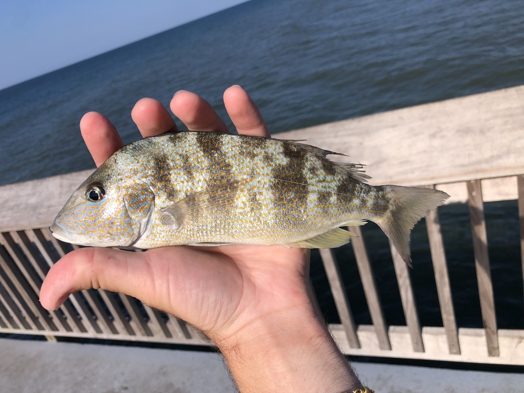 Pigfish from Gulf State Park - Headquarters, AL, US on June 2, 2023 at ...