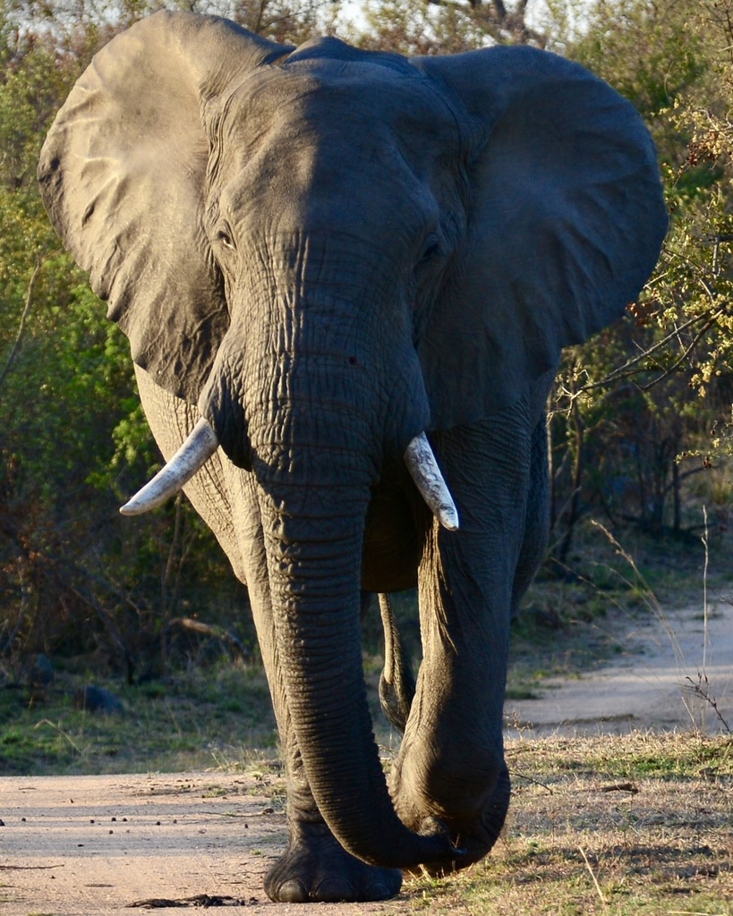 Savannah Elephant in August 2023 by faruk_w · iNaturalist