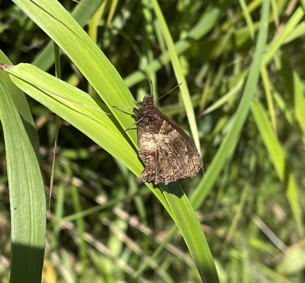 Steroma polyxo from Santa Marta, Magdalena, Colombia on July 18, 2023 ...