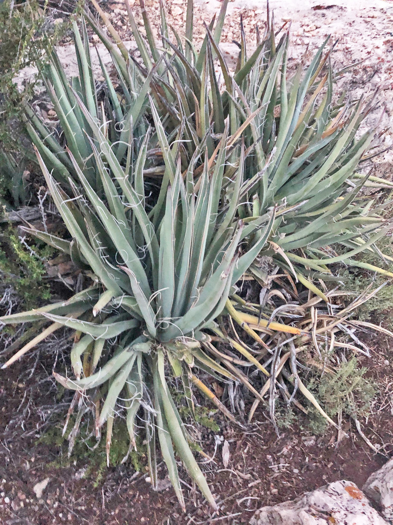 Wheeler sotol from Grand Canyon Village, AZ 86023, USA on August 2 ...