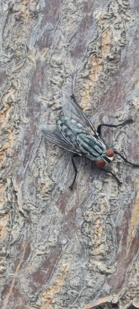 Bot Flies, Blow Flies, and Allies from Cachétia, Geórgia on August 27 ...