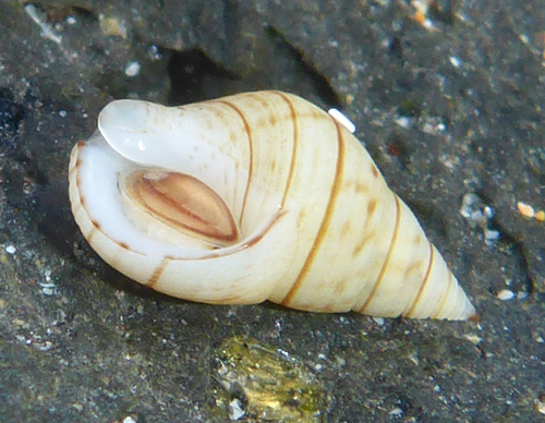 Dwarf Pacific Planaxis (Hinea zonata) · iNaturalist