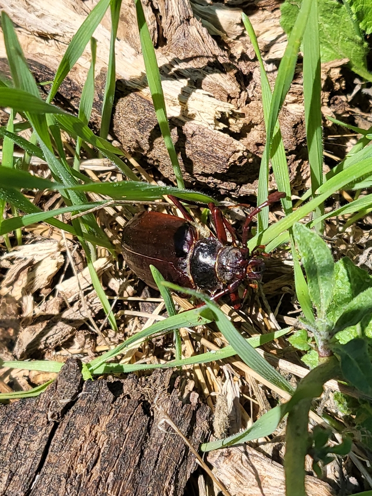 California Root Borer Beetle from Bonsall, CA 92003, USA on August 27 ...