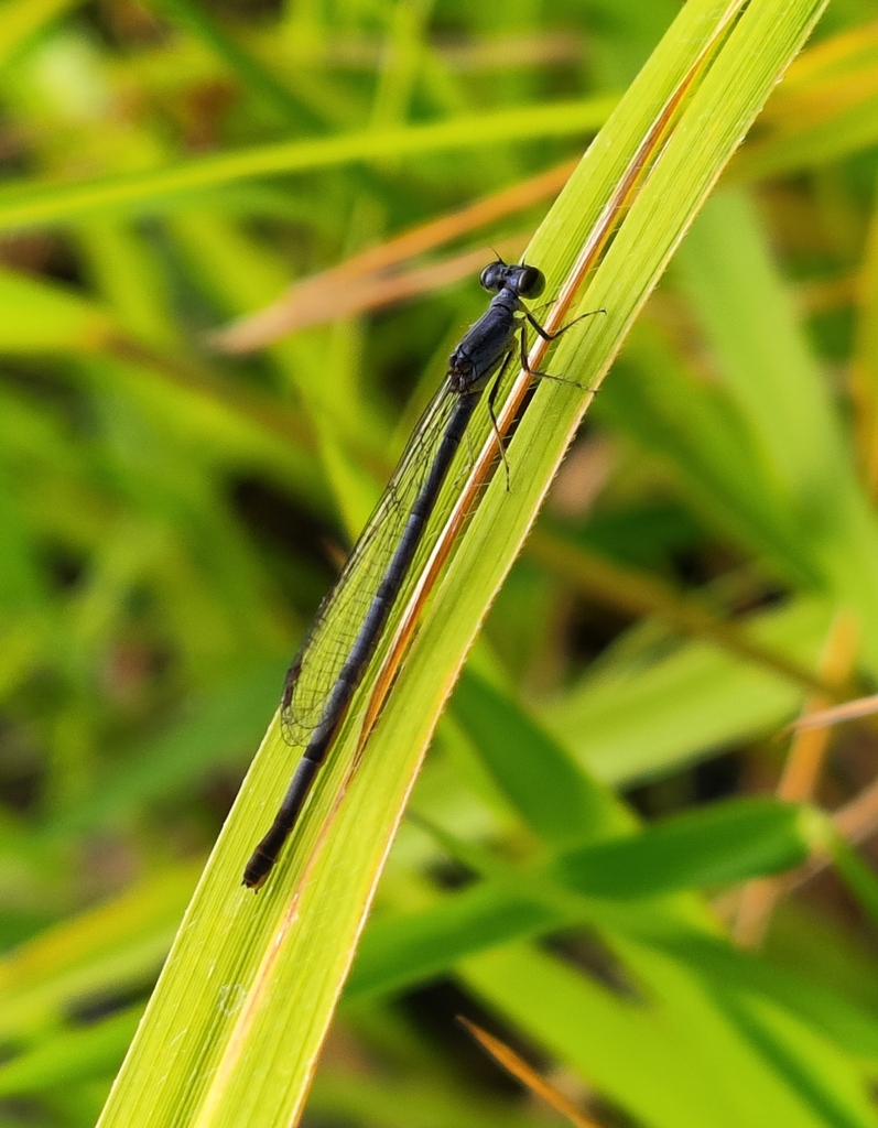Fragile Forktail from GPR2+6H Mirador Saint Basile, St-Bruno-de ...