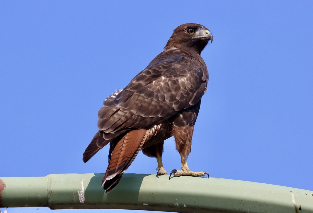 Red-tailed Hawk from North End, Kelowna, BC, Canada on August 27, 2023 ...