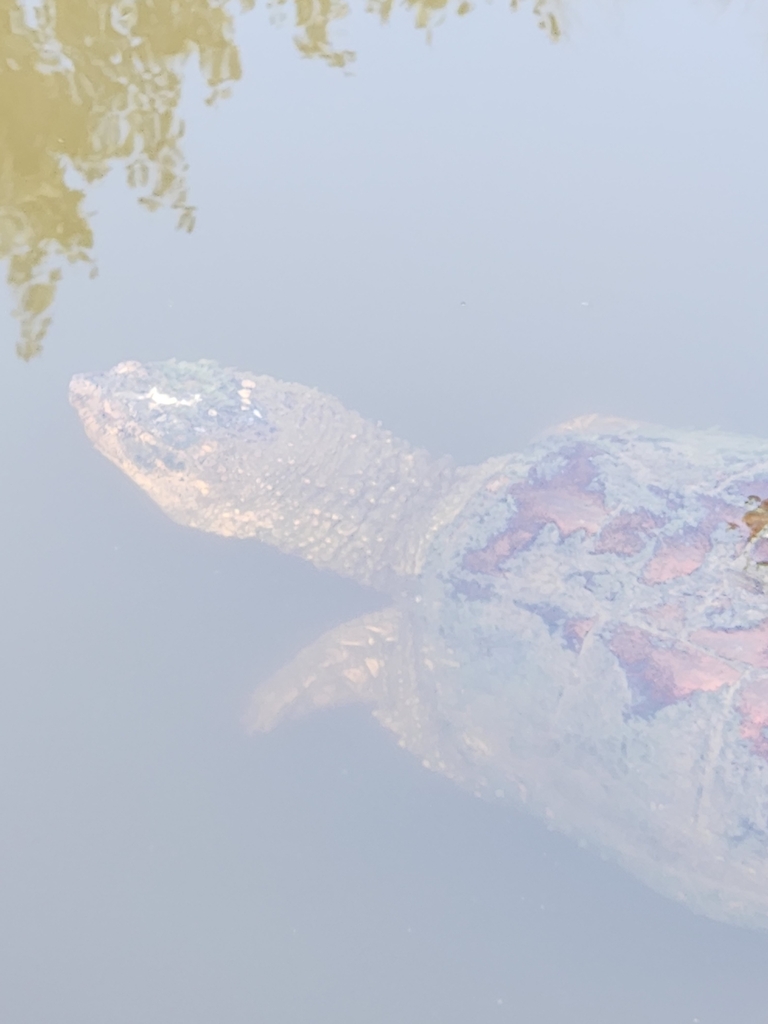 Common Snapping Turtle from Morristown, NJ 07960, USA on August 27 ...