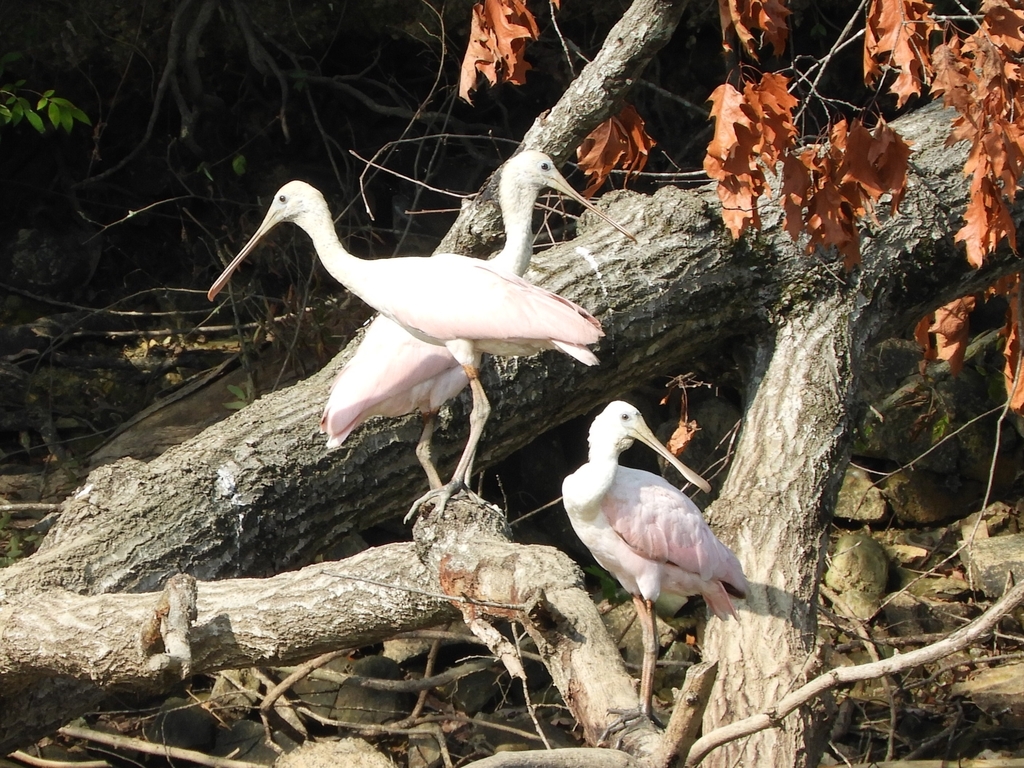 Roseate Spoonbill from Lake Twitty on August 9, 2021 at 09:52 AM by ...