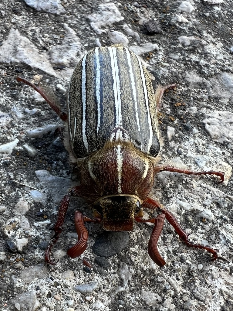 Long-haired June Beetle from Santa Barbara County, CA, USA on August 27 ...