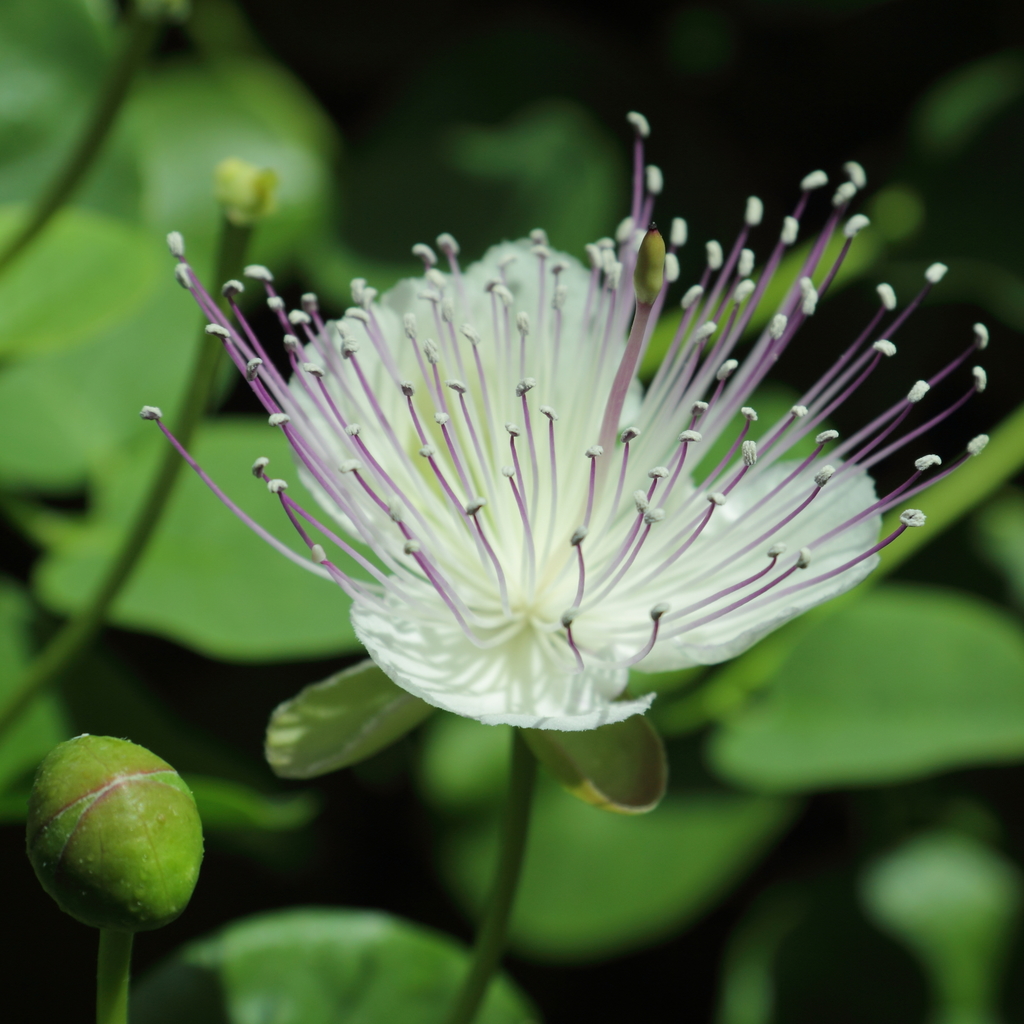 Caper Bush (Capparis spinosa) - Botanical Realm