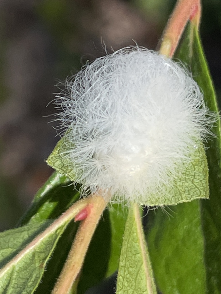 Black-waved Flannel Moth from Martha's Vineyard, West Tisbury, MA, US ...